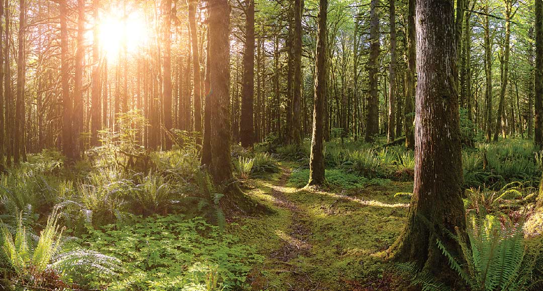 Encounter with an ancient woodland – Crann – Trees for Ireland