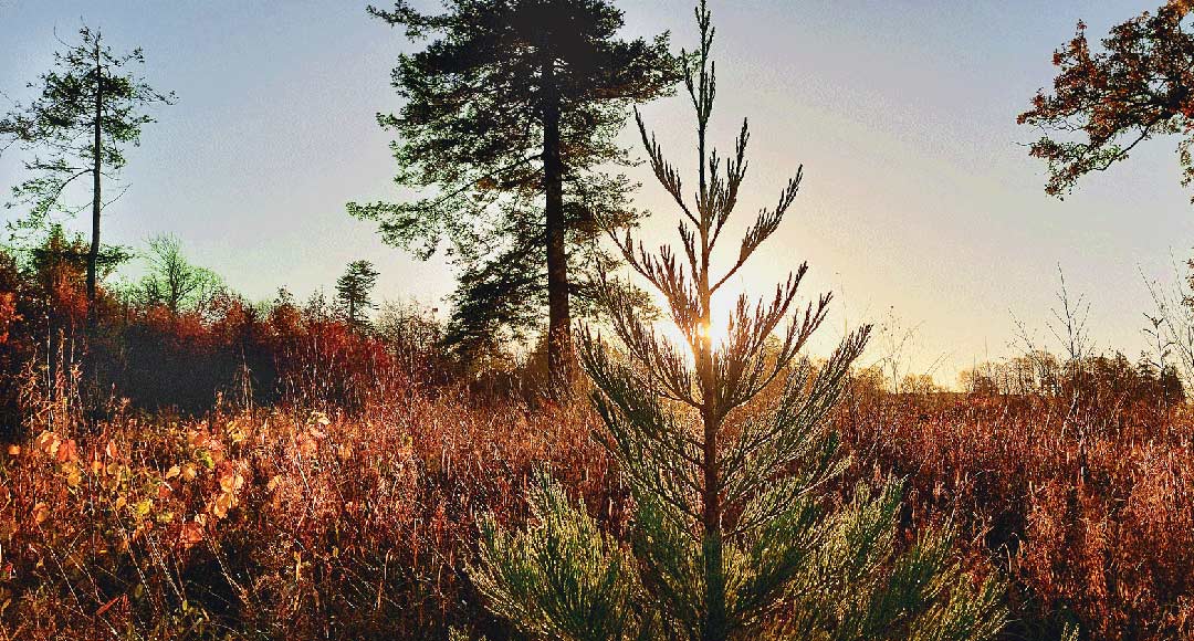 What is the Giants Grove – Crann – Trees for Ireland