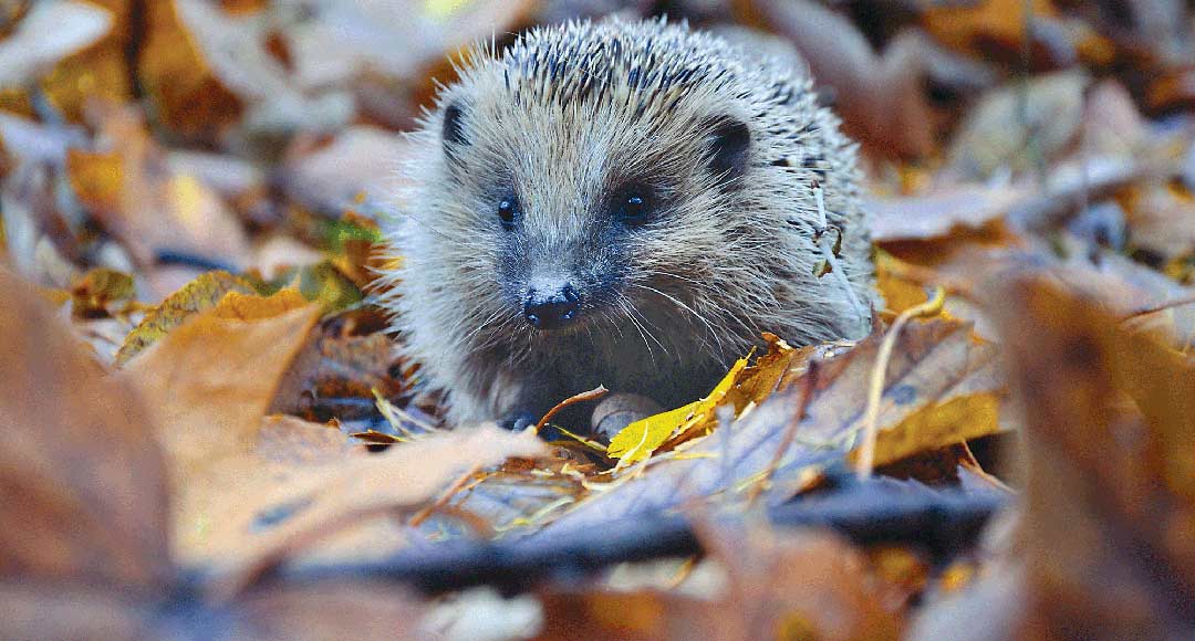 Sustaining the natural world – Crann – Trees for Ireland